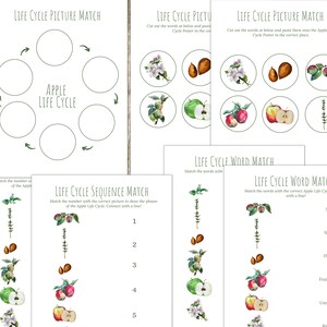 APPLE Unit Study Life Cycle Anatomy Nature Study Science - Etsy