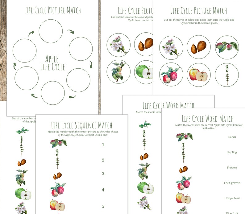 APPLE Unit Study Life Cycle Anatomy Nature Study Science - Etsy