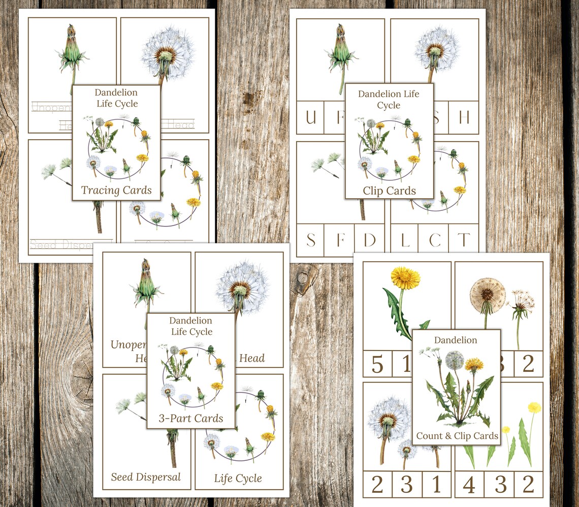 DANDELION Unit Study Life Cycle Anatomy Nature Study - Etsy