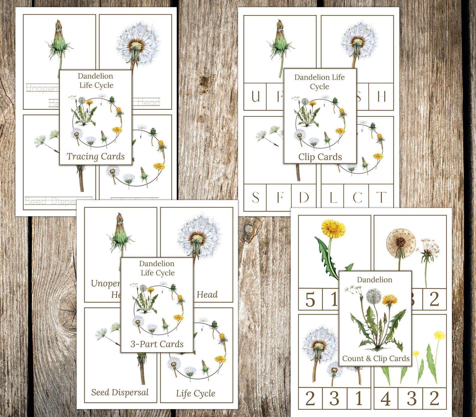 DANDELION Unit Study Life Cycle Anatomy Nature Study - Etsy