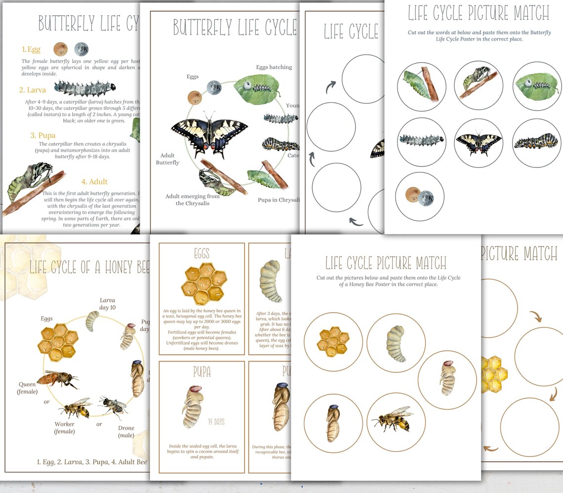 POLLINATORS Unit Study, Nature Study, Science, Handwriting, Homeschool ...