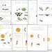 POLLINATORS Unit Study, Nature Study, Science, Handwriting, Homeschool ...