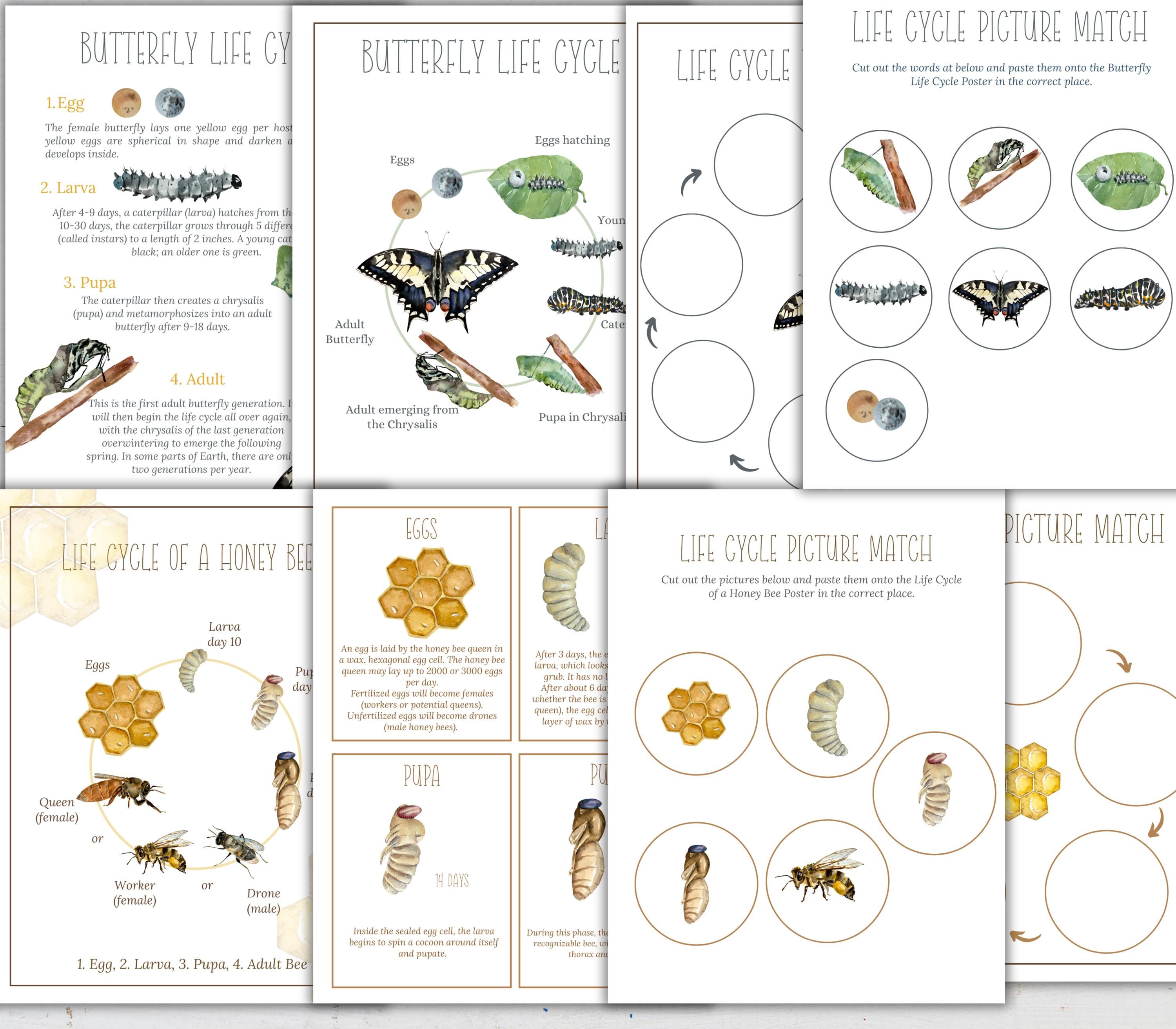 POLLINATORS Unit Study, Nature Study, Science, Handwriting, Homeschool ...