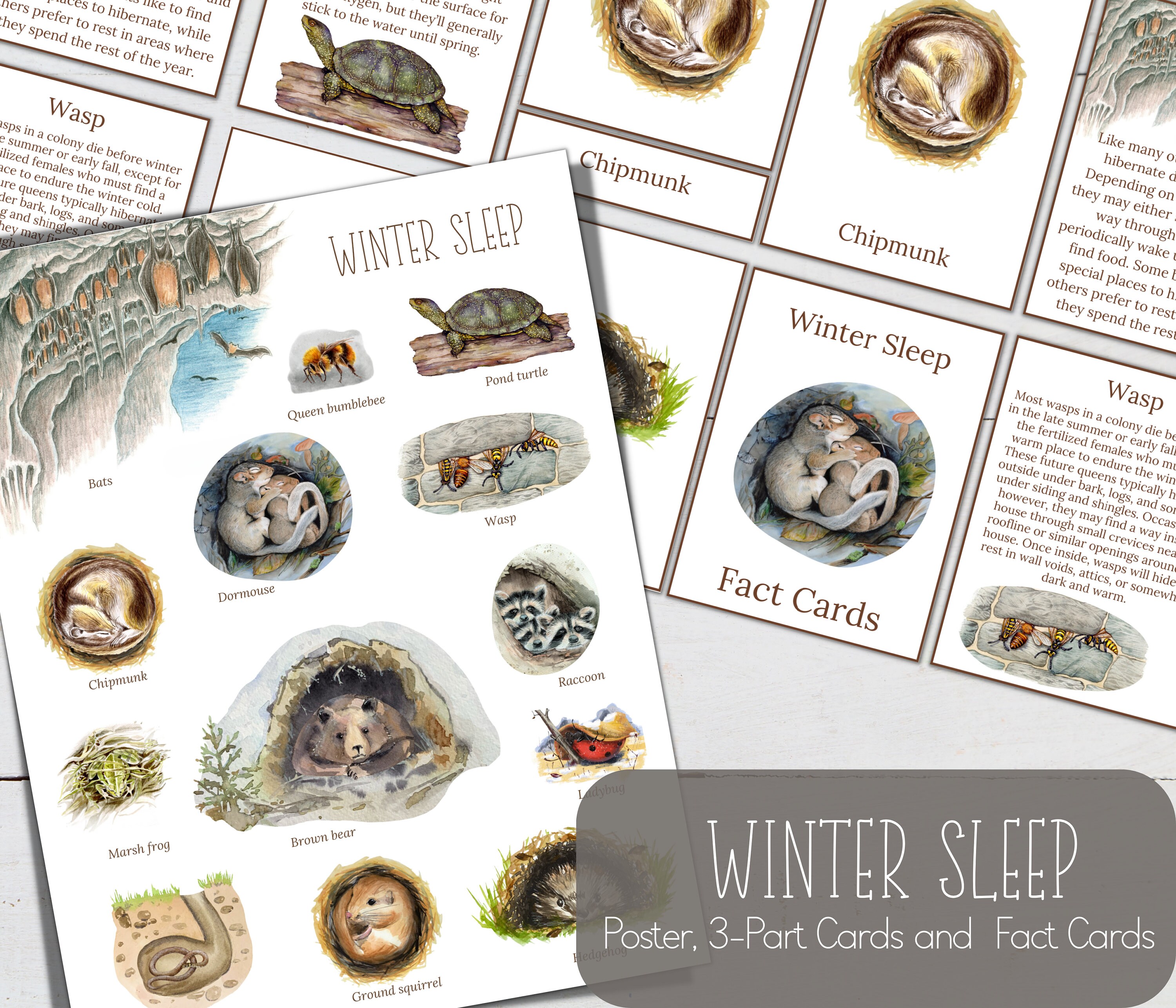 WINTER SLEEP Unit Study, Hibernation, Nature Study, Science ...