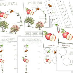 APPLE Unit Study, Life Cycle, Anatomy, Nature Study, Science ...
