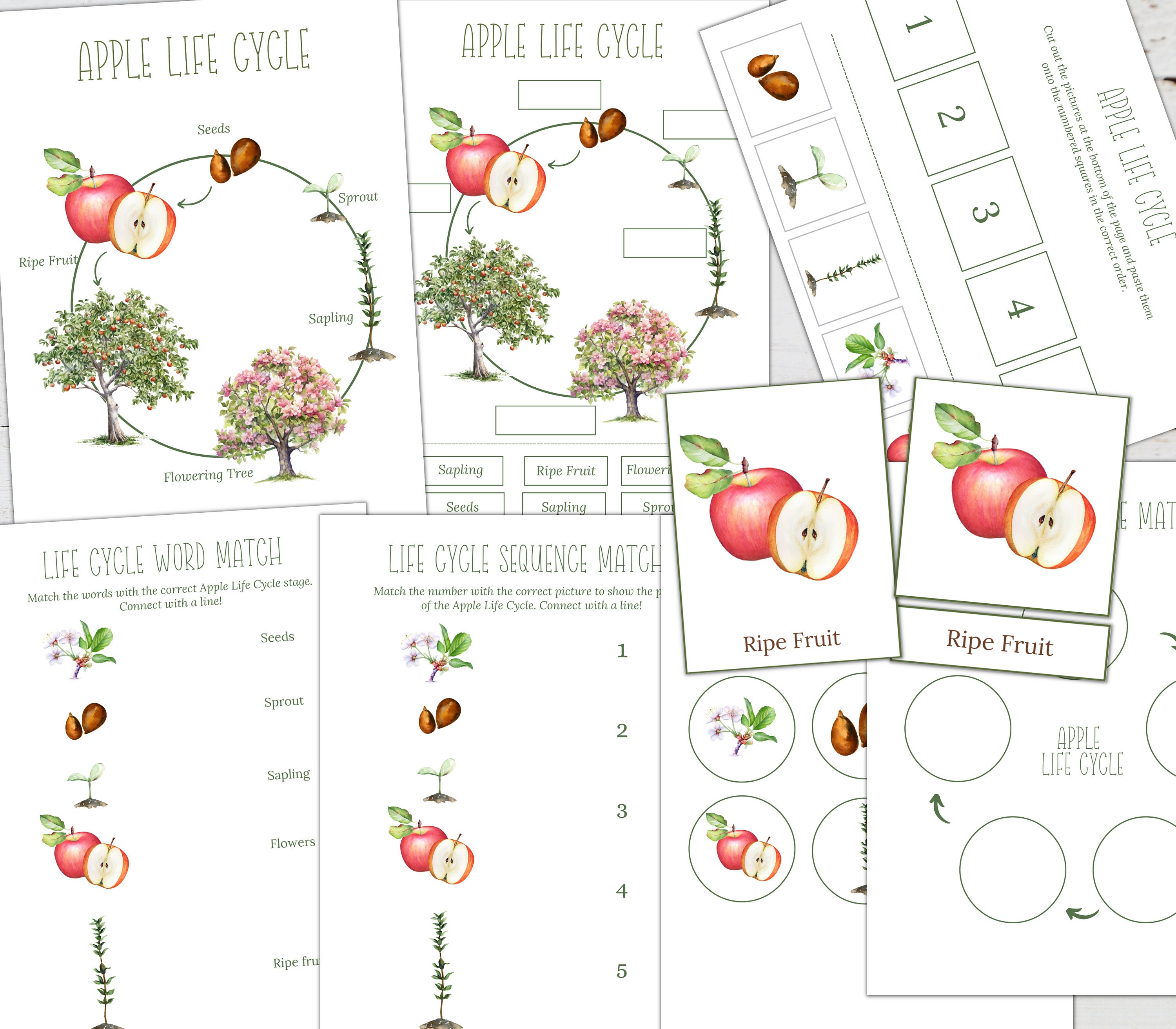 APPLE Unit Study, Life Cycle, Anatomy, Nature Study, Science ...