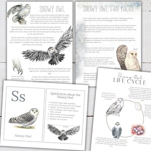 SNOWY OWL Unit Study, Life Cycle, Anatomy, Nature Study, Science ...