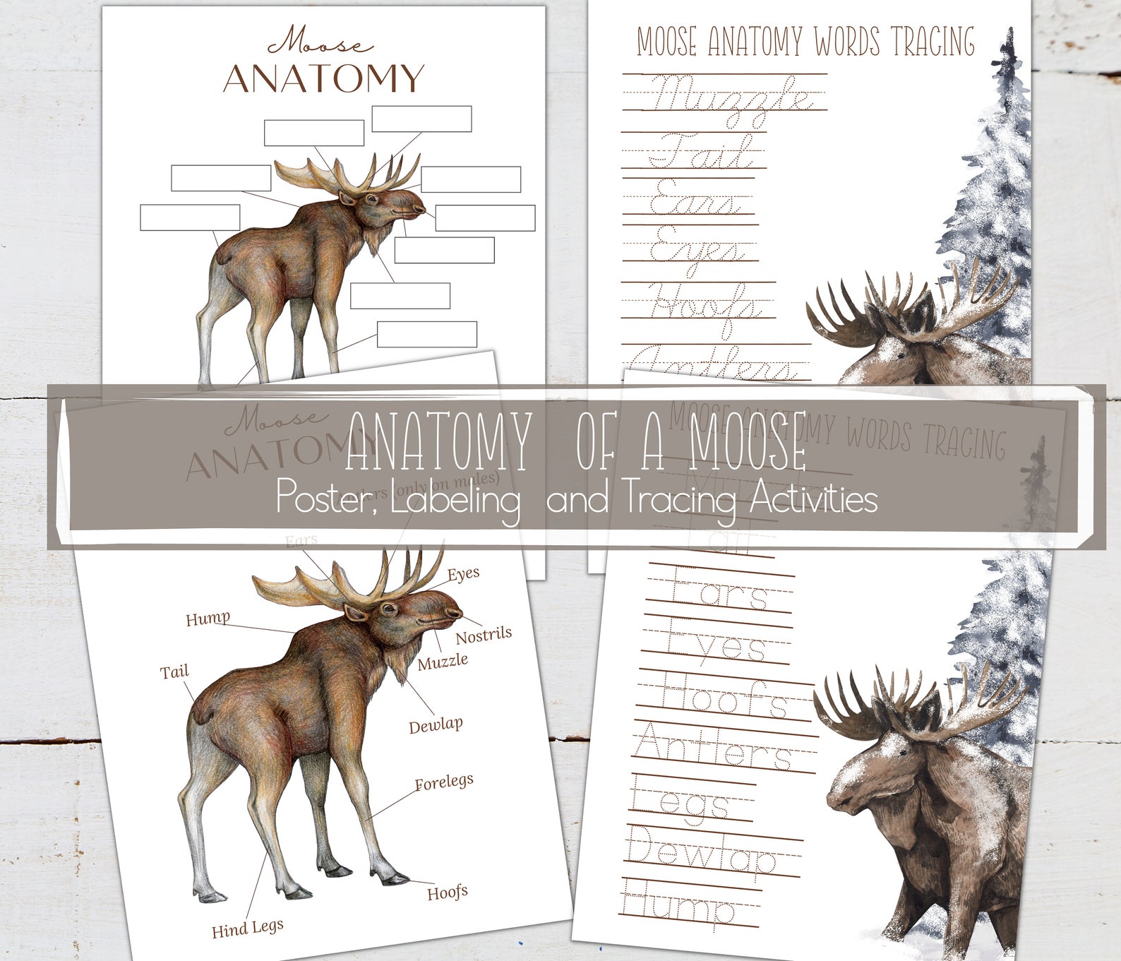 Moose Unit Study: Homeschool Science, Anatomy & Life Cycle (printable ...