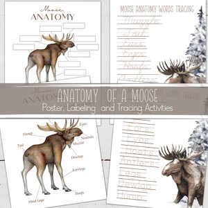 MOOSE Unit Study, Life Cycle, Anatomy, Nature Study, Science ...
