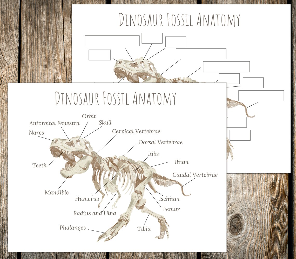 FOSSILS Unit Study Anatomy Nature Study Science - Etsy