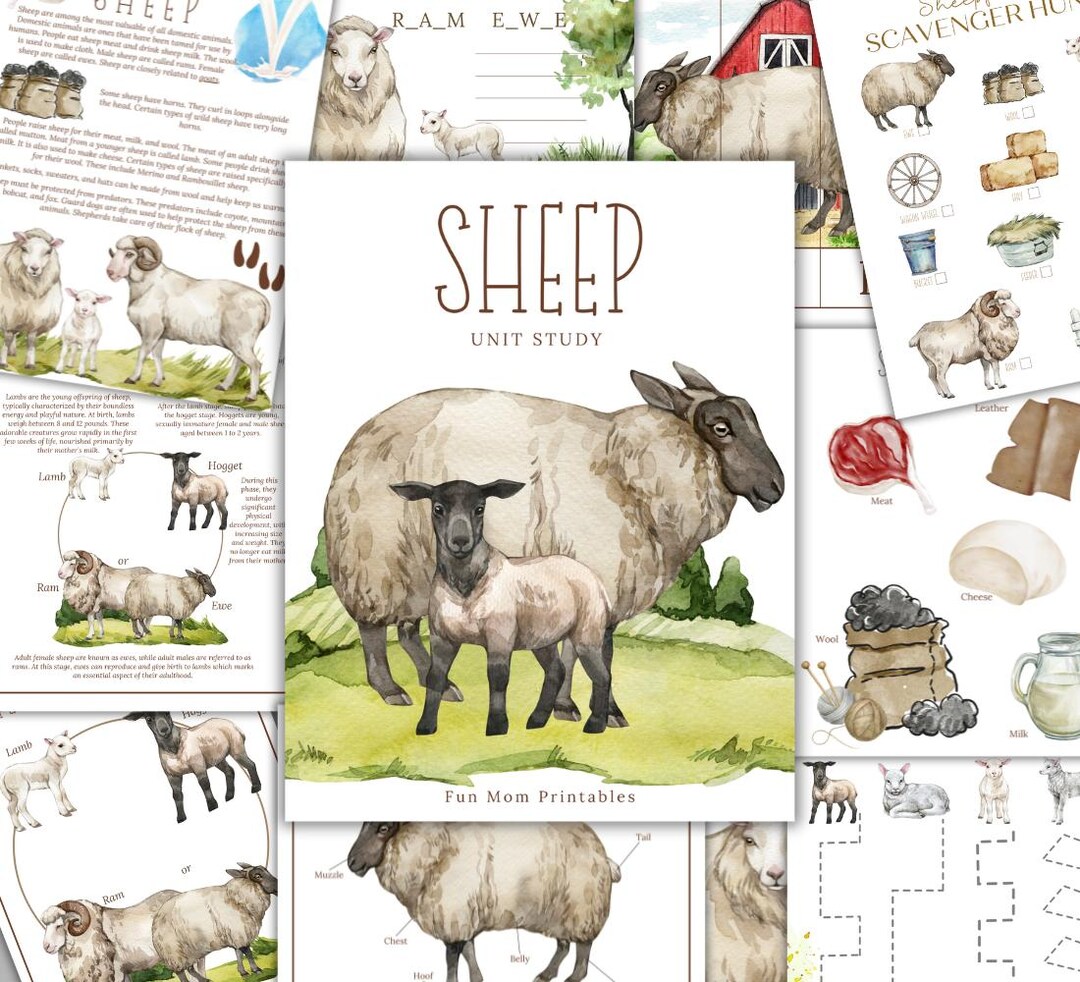Sheep Unit Study: Life Cycle, Anatomy, Farm Activities (homeschool ...