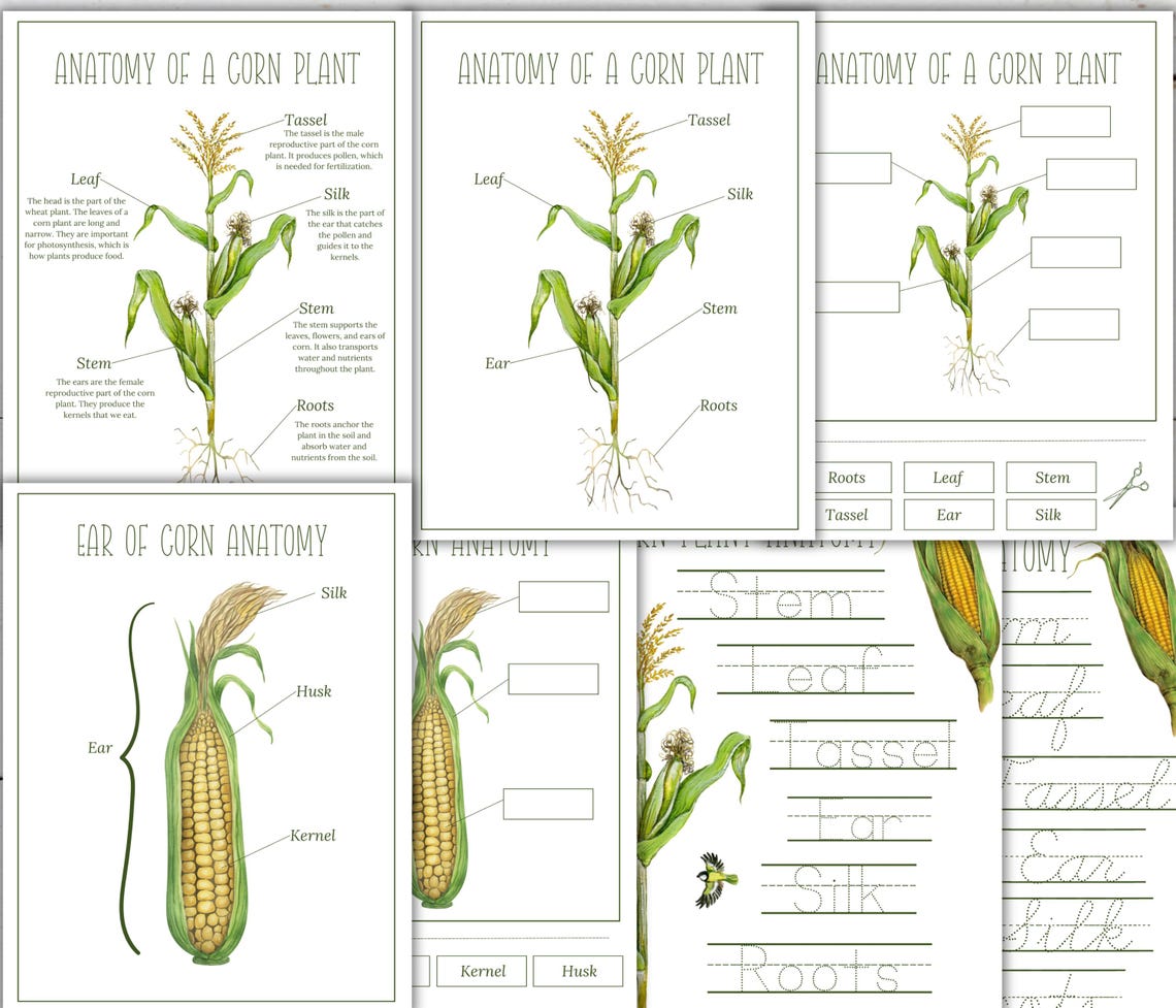 Corn Unit Study: Life Cycle, Anatomy, Homeschool Printable (instant ...