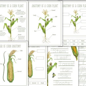Corn Unit Study: Life Cycle, Anatomy, Homeschool Printable (instant ...