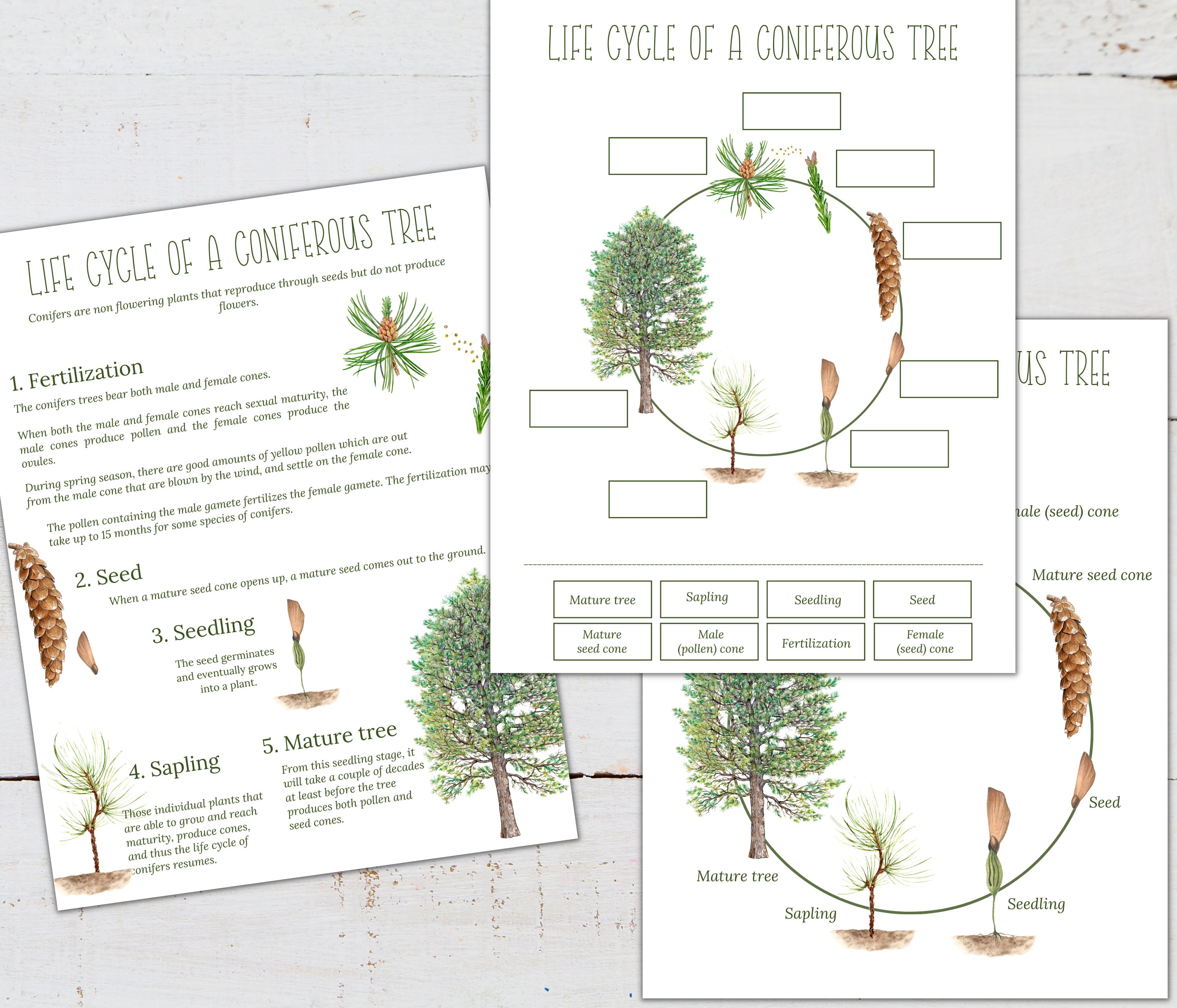 CONIFEROUS TREE Life Cycle, Nature Study, Homeschool Printable, Instant ...