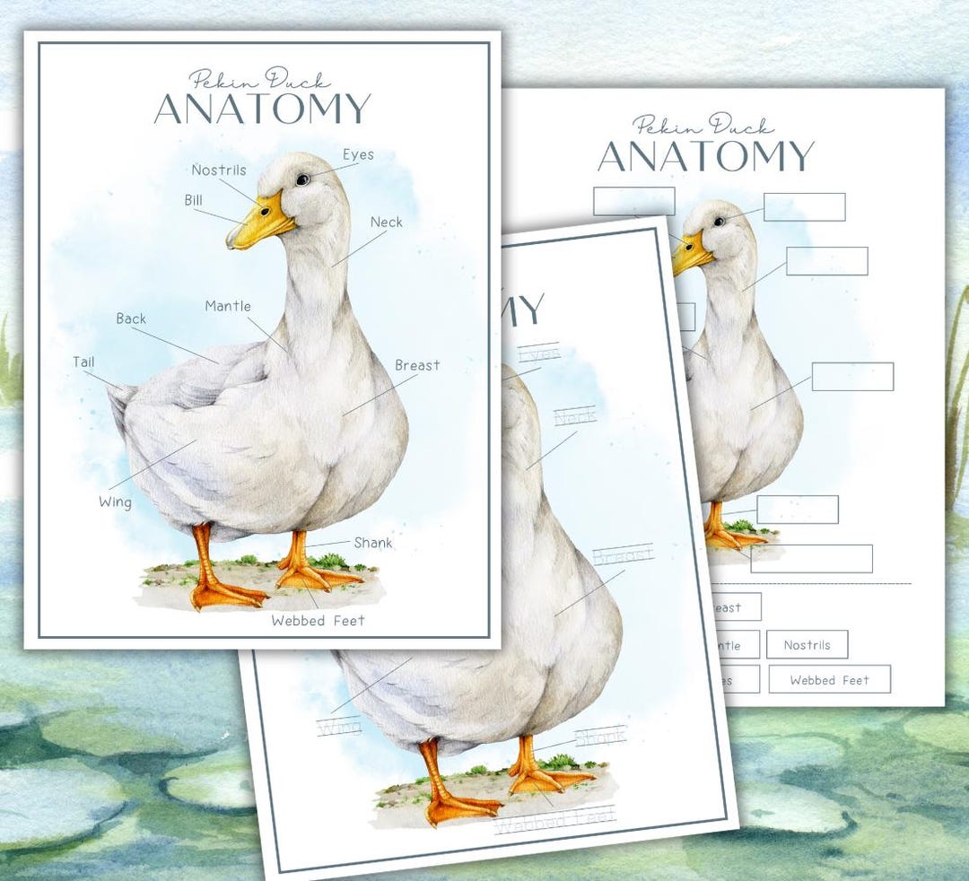 DUCK Anatomy, Poster and Labeling Activity, Homeschool, Instant ...