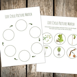 MAPLE TREE Life Cycle, Nature Study, Homeschool Printable, Instant ...