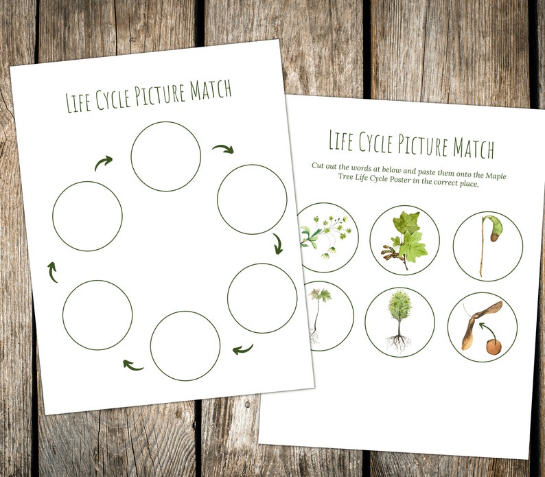 MAPLE TREE Life Cycle Nature Study Homeschool Printable - Etsy