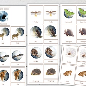 NOCTURNAL Animals Mini Poster + 3-part Cards + Fact Cards, Montessori ...