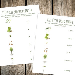 MAPLE TREE Life Cycle, Nature Study, Homeschool Printable, Instant ...