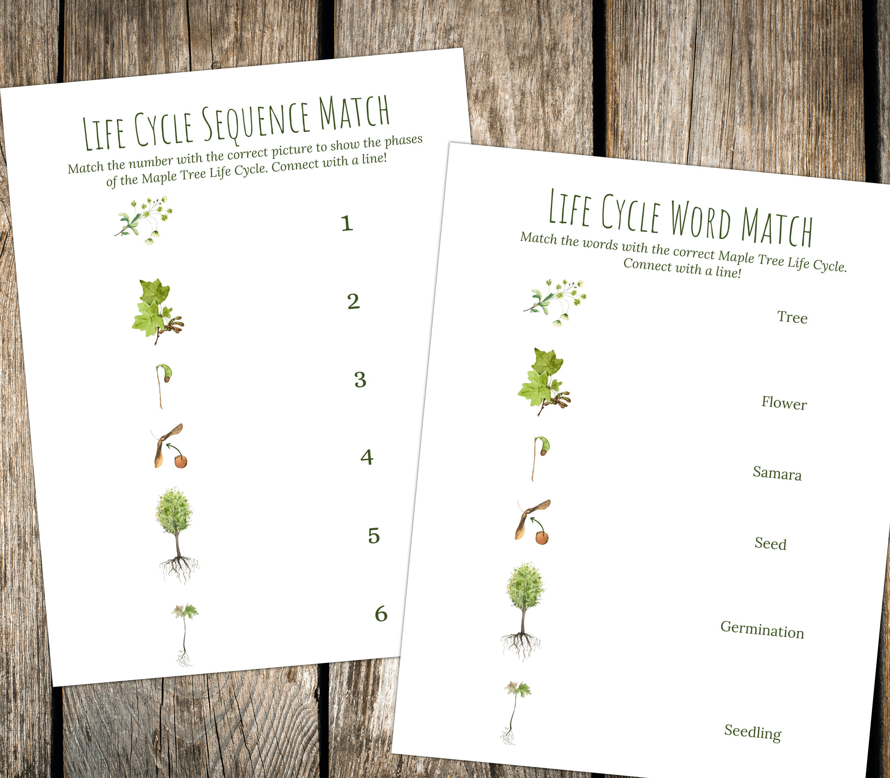 MAPLE TREE Life Cycle Nature Study Homeschool Printable - Etsy