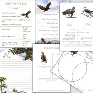 EAGLES Unit Study, Life Cycle, Anatomy, Nature Study, Science ...