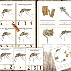 MOSQUITO Unit Study Life Cycle Anatomy Nature Study - Etsy