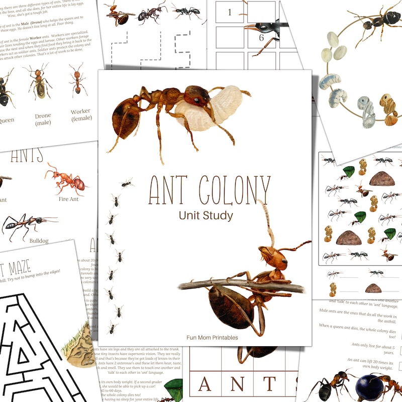 Ants Lessons - Etsy
