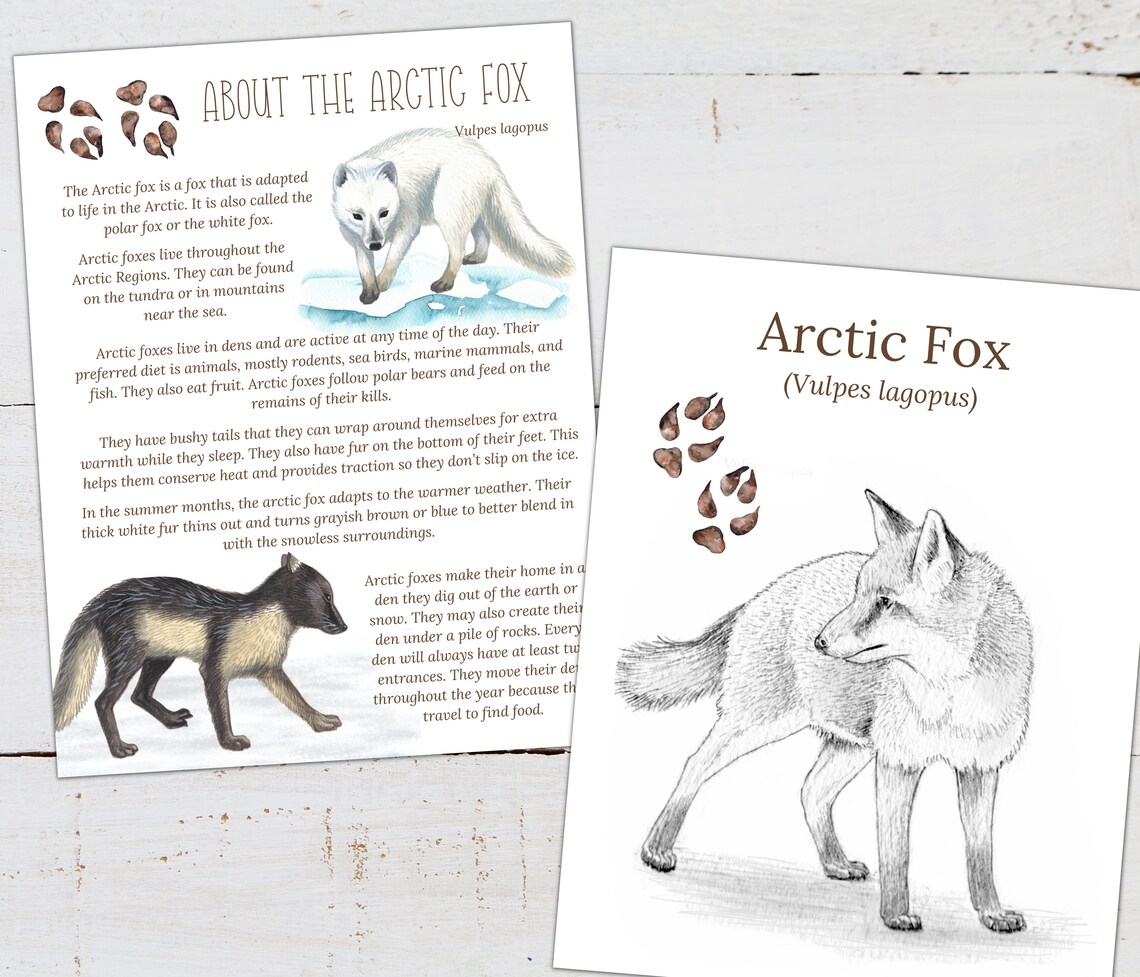 Arctic Fox Unit Study: Homeschool Science Printable (instant Download ...