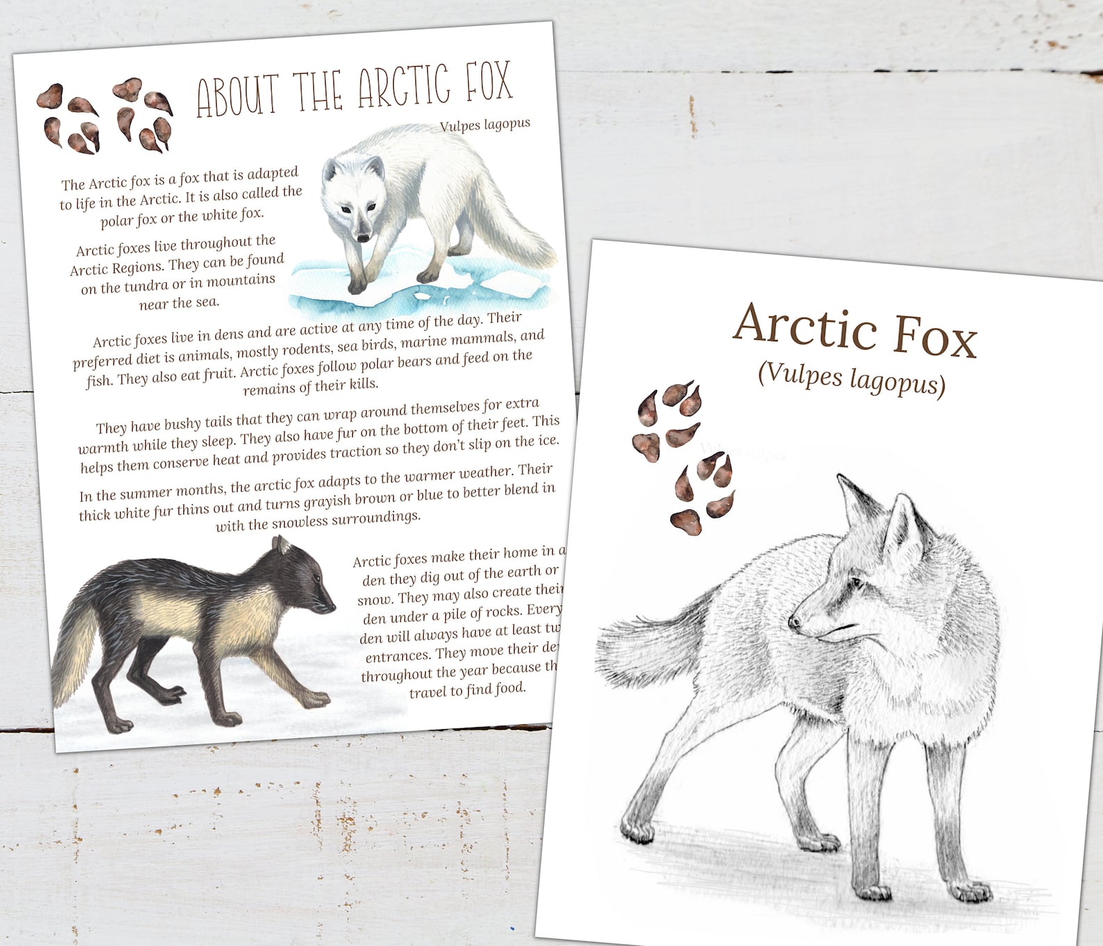Arctic Fox Unit Study: Homeschool Science Printable (instant Download ...