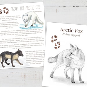 Arctic Fox Unit Study: Homeschool Science Printable (instant Download ...