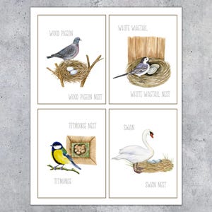 BIRDS and Their NESTS Flashcards and Matching Activity, Instant ...