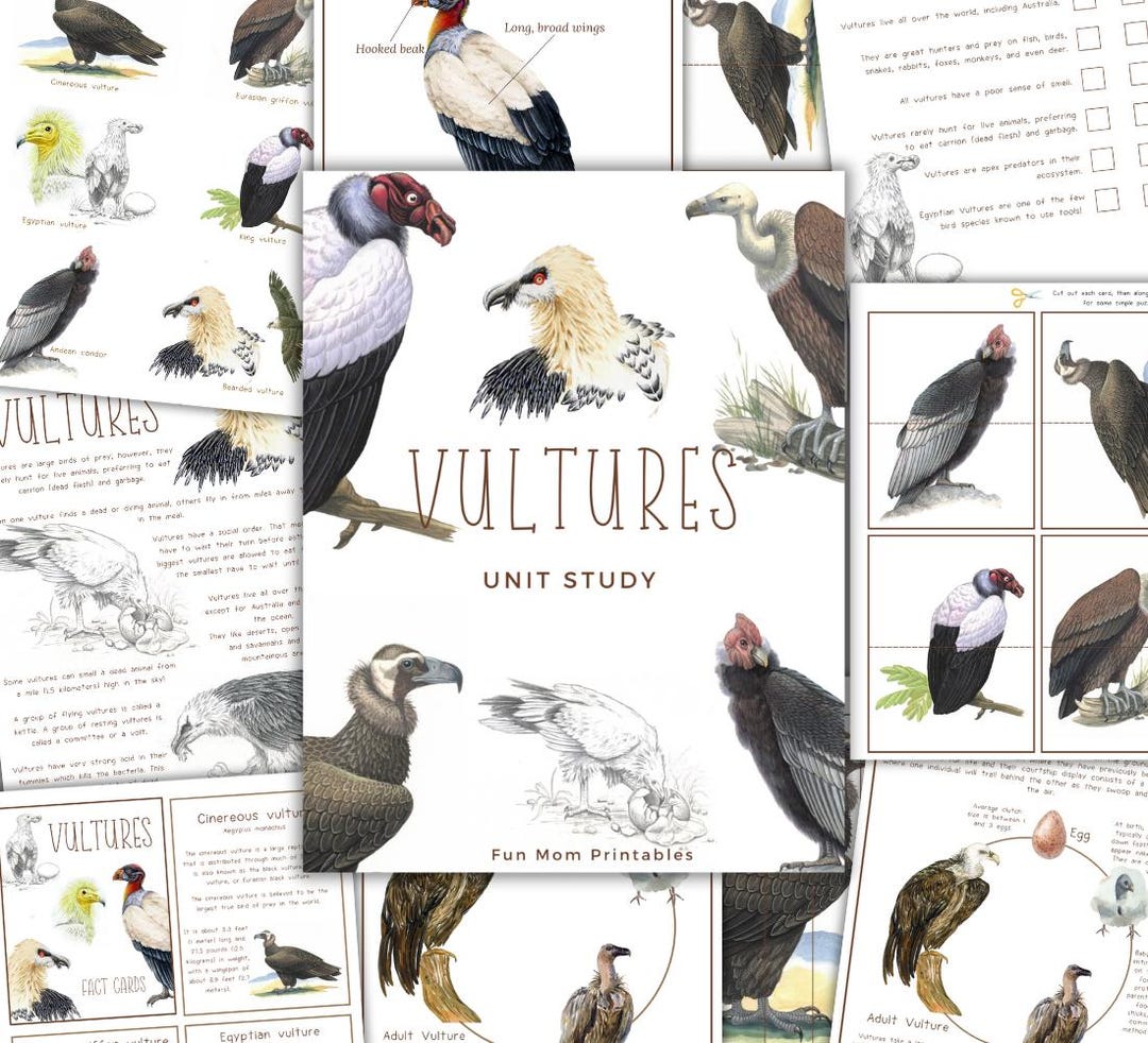 VULTURES Unit Study, Life Cycle, Anatomy, Nature Study, Science ...