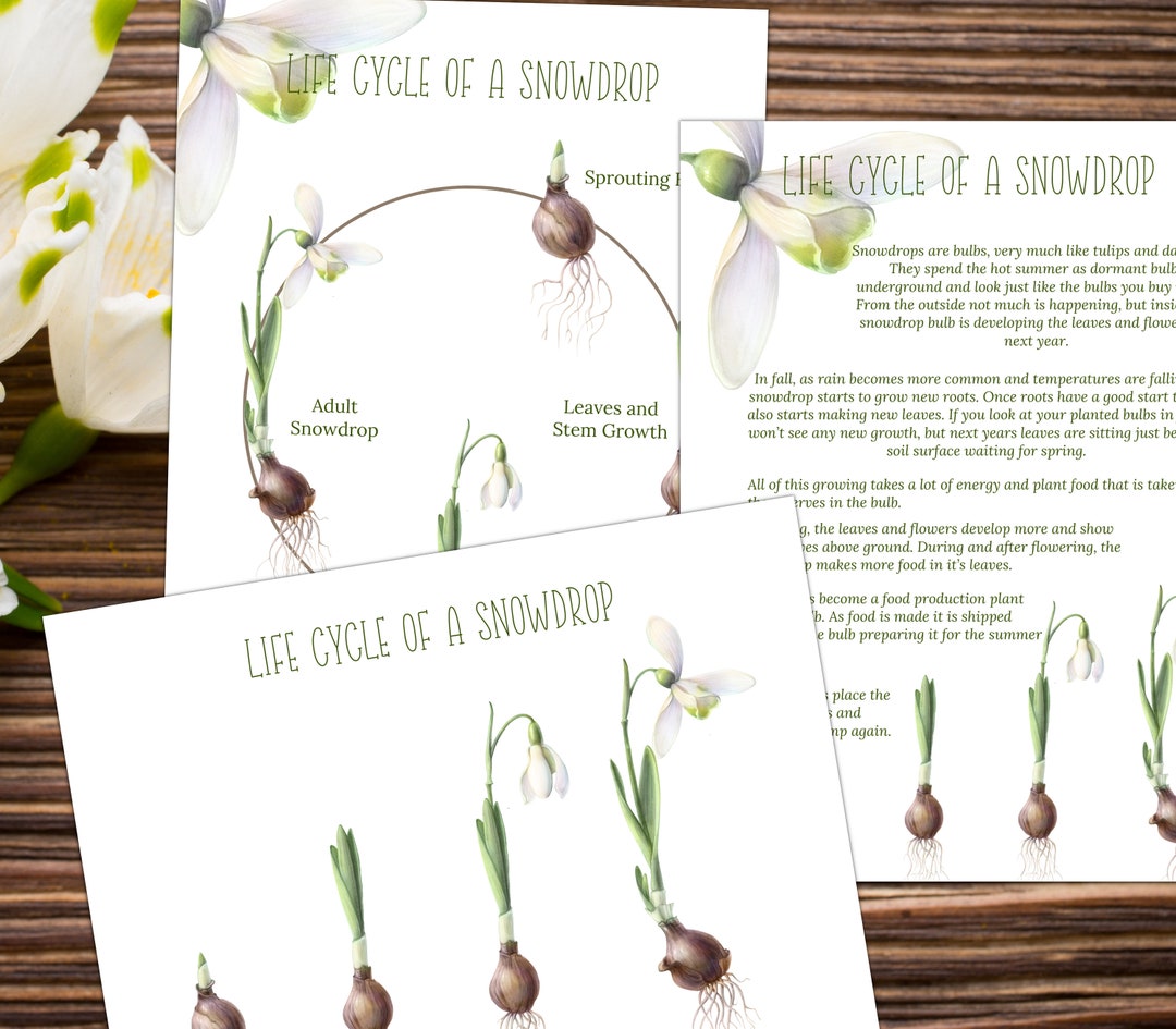 SNOWDROP Life Cycle, Nature Study, Homeschool Printable, Instant ...