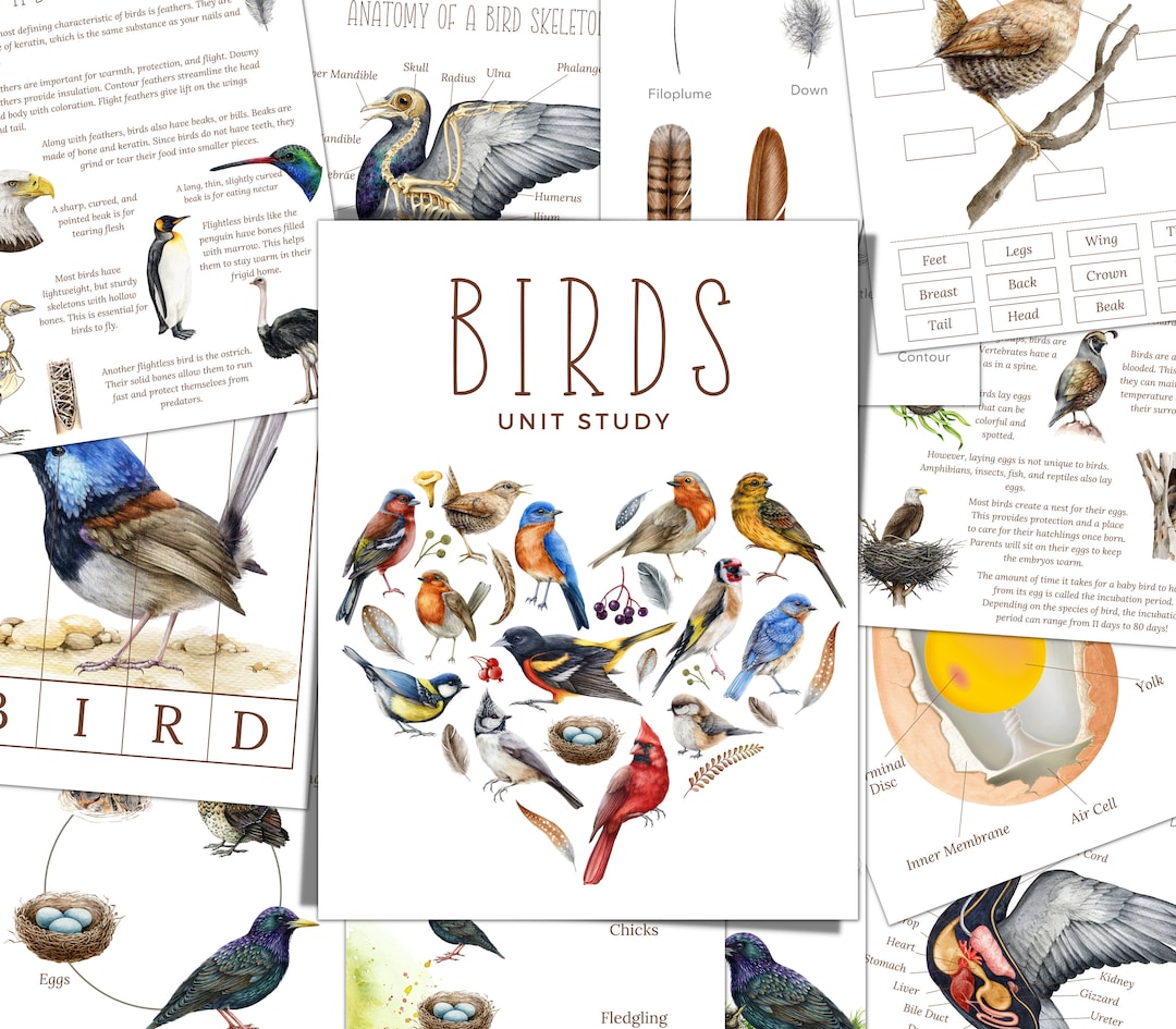 BIRD Unit Study, Life Cycle, Anatomy, Nature Study, Science ...