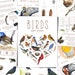 BIRD NESTS Unit Study, Nature Study, Science, Handwriting, Homeschool ...