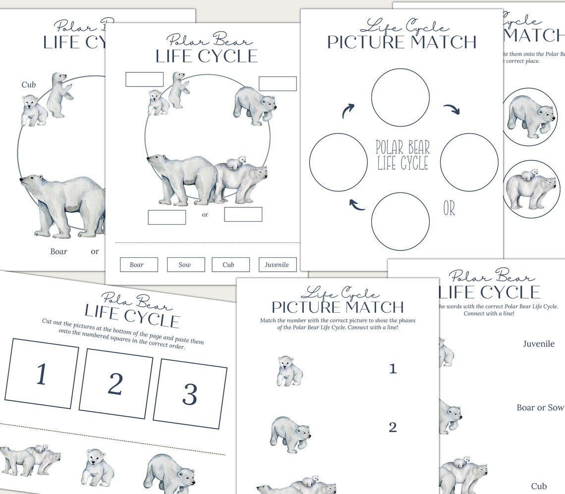 POLAR Bear Unit Study Life Cycle Anatomy Nature Study - Etsy