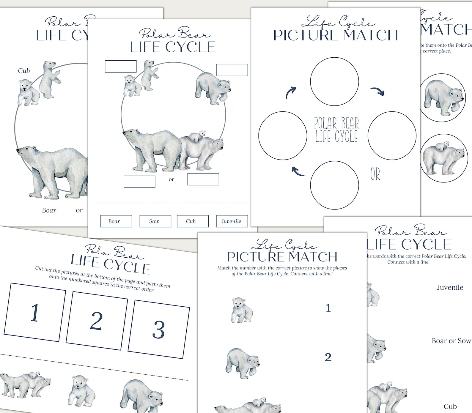 POLAR Bear Unit Study Life Cycle Anatomy Nature Study - Etsy