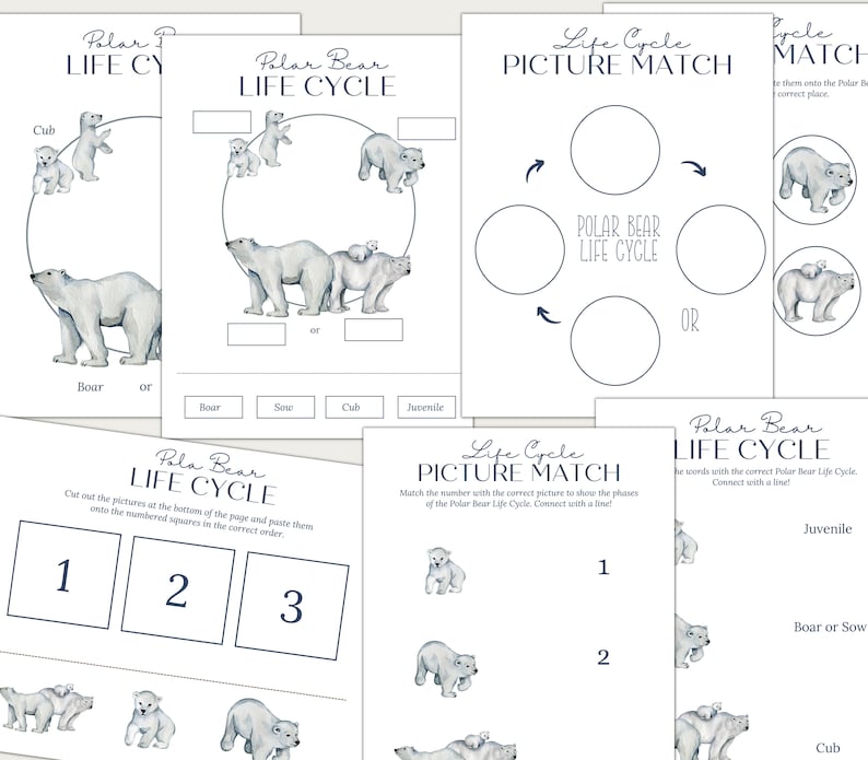 POLAR Bear Unit Study Life Cycle Anatomy Nature Study - Etsy