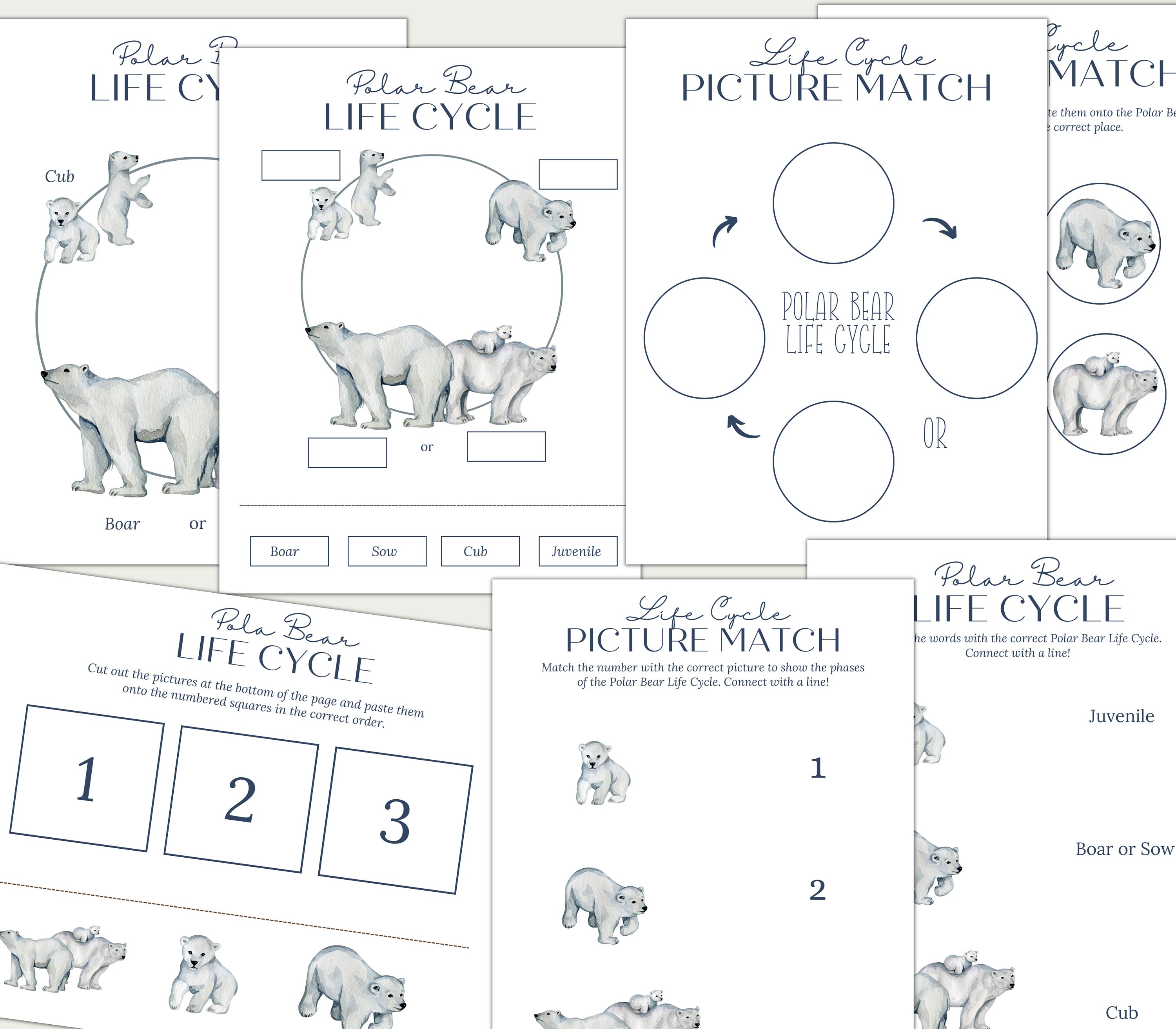 Polar Bear Unit Study: Life Cycle, Anatomy, Homeschool Printable ...