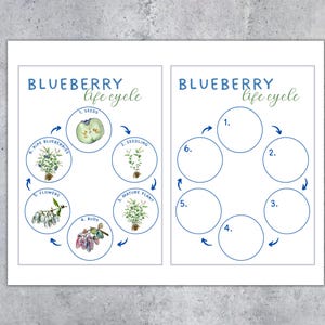 PLANTS Life Cycle Printable 5x7" Flashcards and Matching Worksheets ...