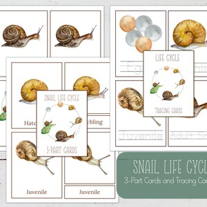SNAIL Unit Study, Life Cycle, Anatomy, Nature Study, Science ...