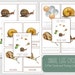 SNAIL Unit Study, Life Cycle, Anatomy, Nature Study, Science ...