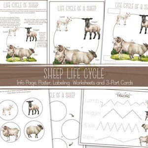 SHEEP Unit Study, Life Cycle, Anatomy, Farm Animals, Nature Study ...