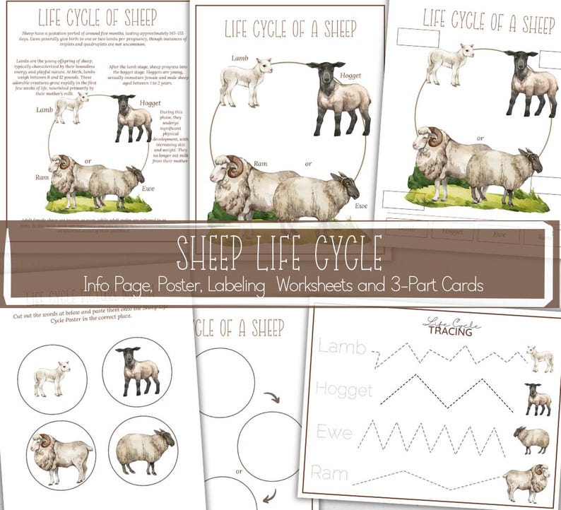 Sheep Unit Study: Life Cycle, Anatomy, Farm Activities (homeschool ...