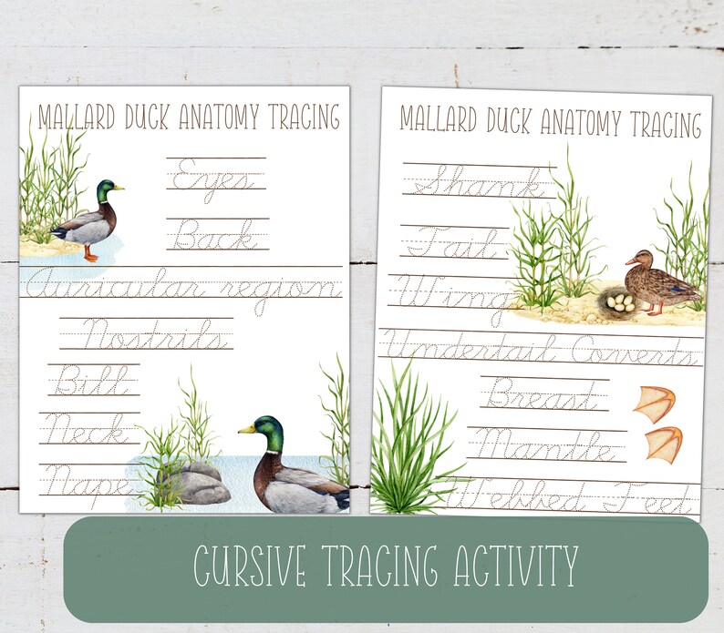 MALLARD DUCK Anatomy Poster Labeling and Tracing - Etsy