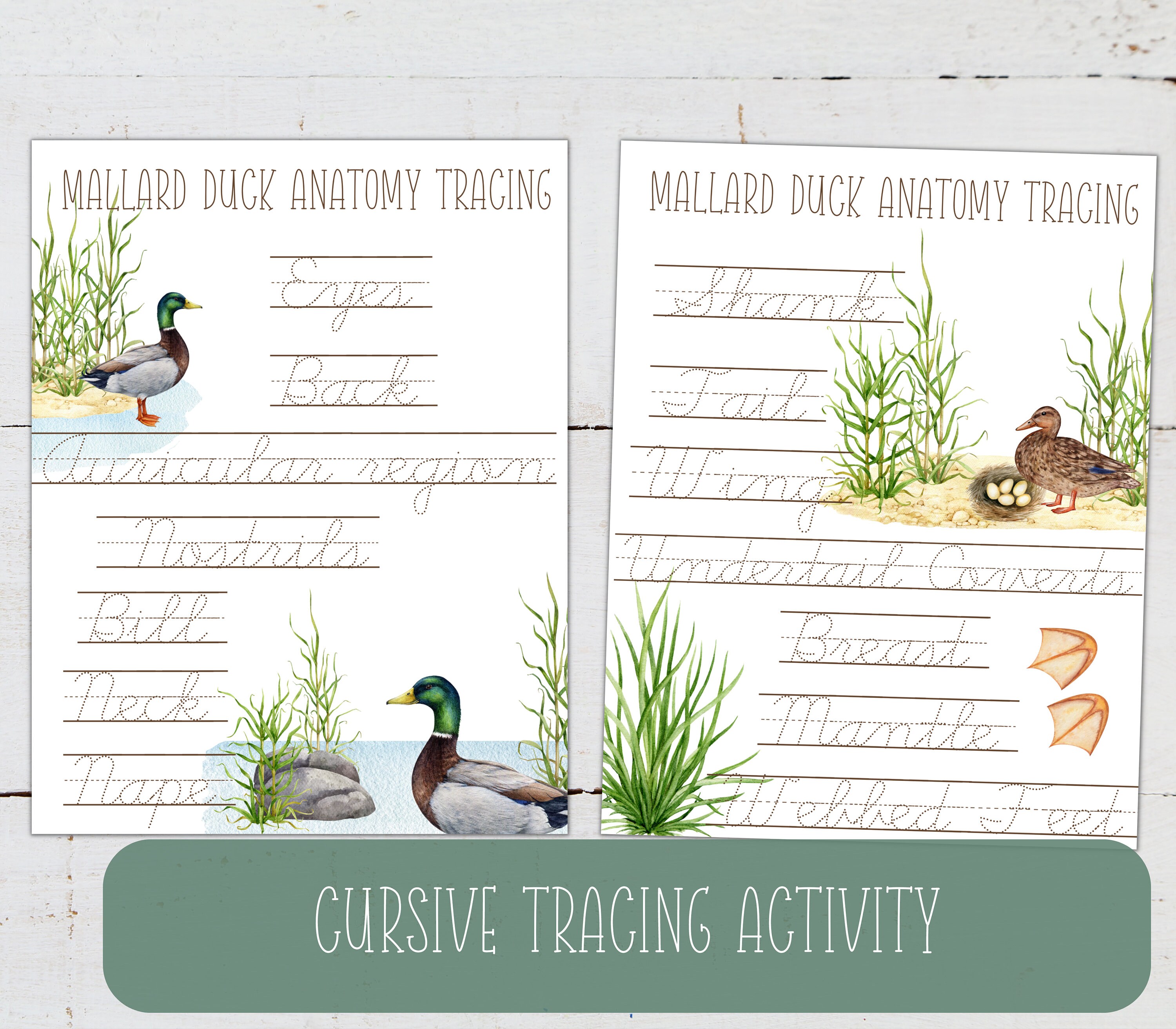 MALLARD DUCK Anatomy Poster Labeling and Tracing - Etsy