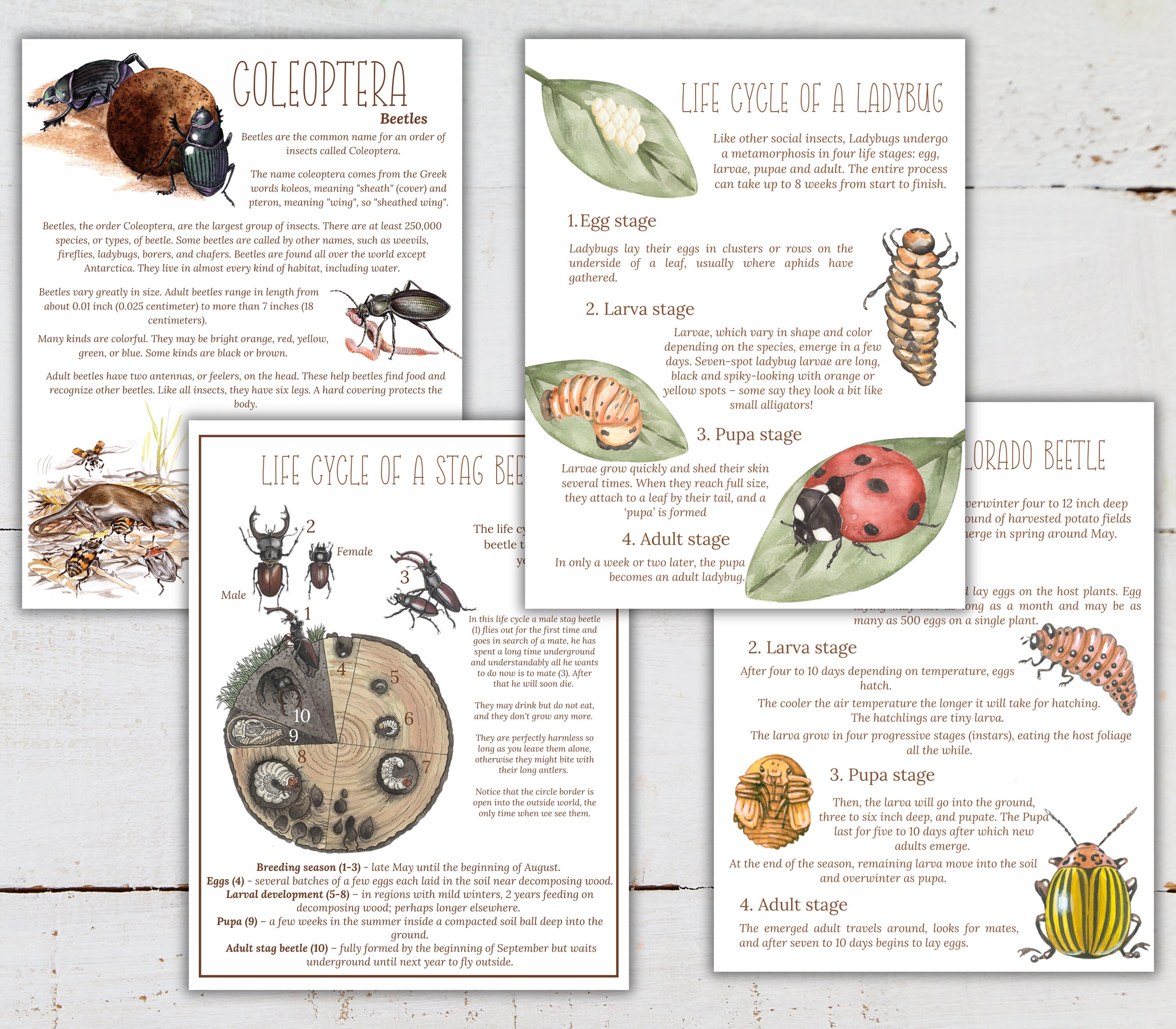 Beetles Unit Study Bundle: Cockchafer, Ladybugs (instant Download) - Etsy
