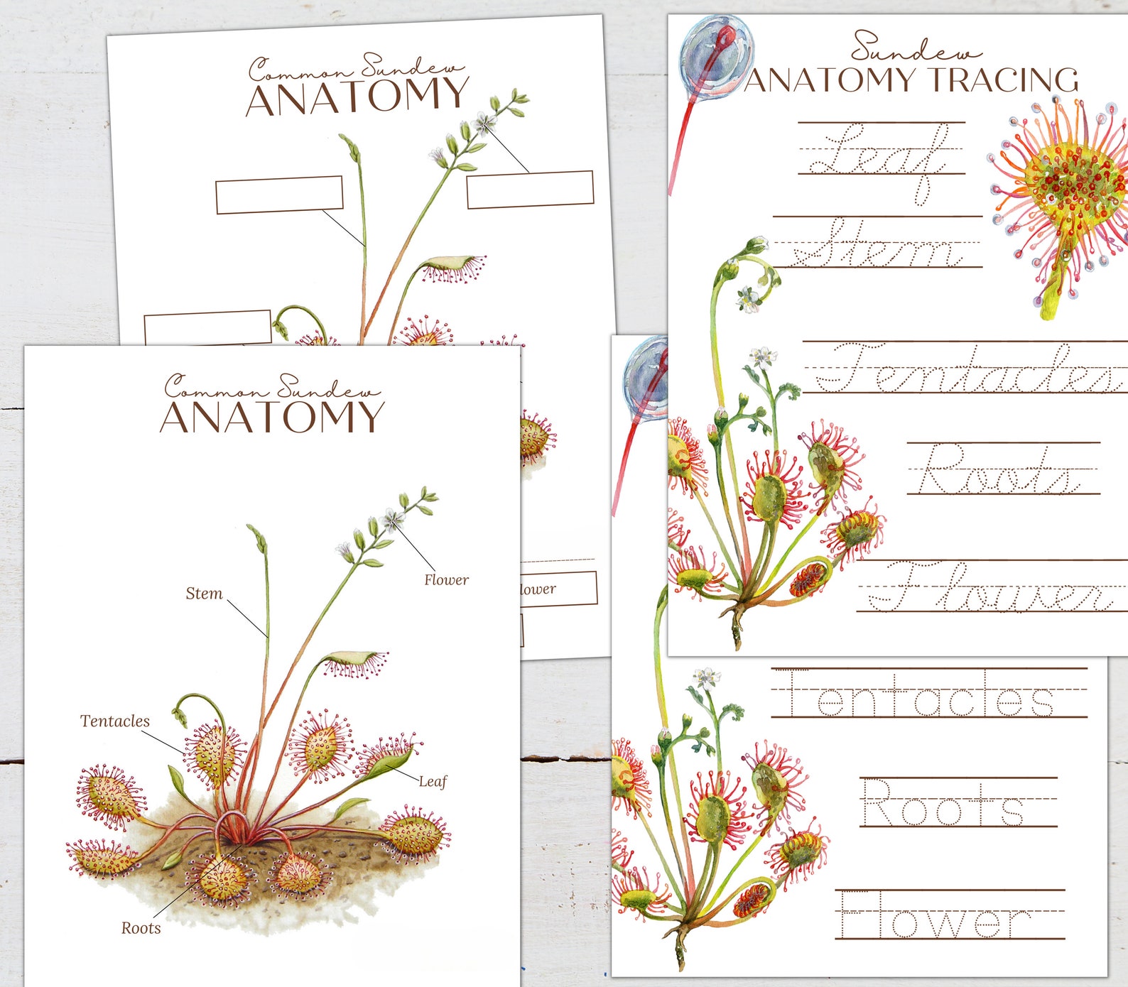 CARNIVOROUS PLANTS Unit Study, Anatomy, Nature Study, Science ...
