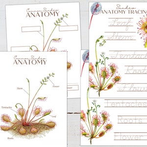 CARNIVOROUS PLANTS Unit Study, Anatomy, Nature Study, Science ...