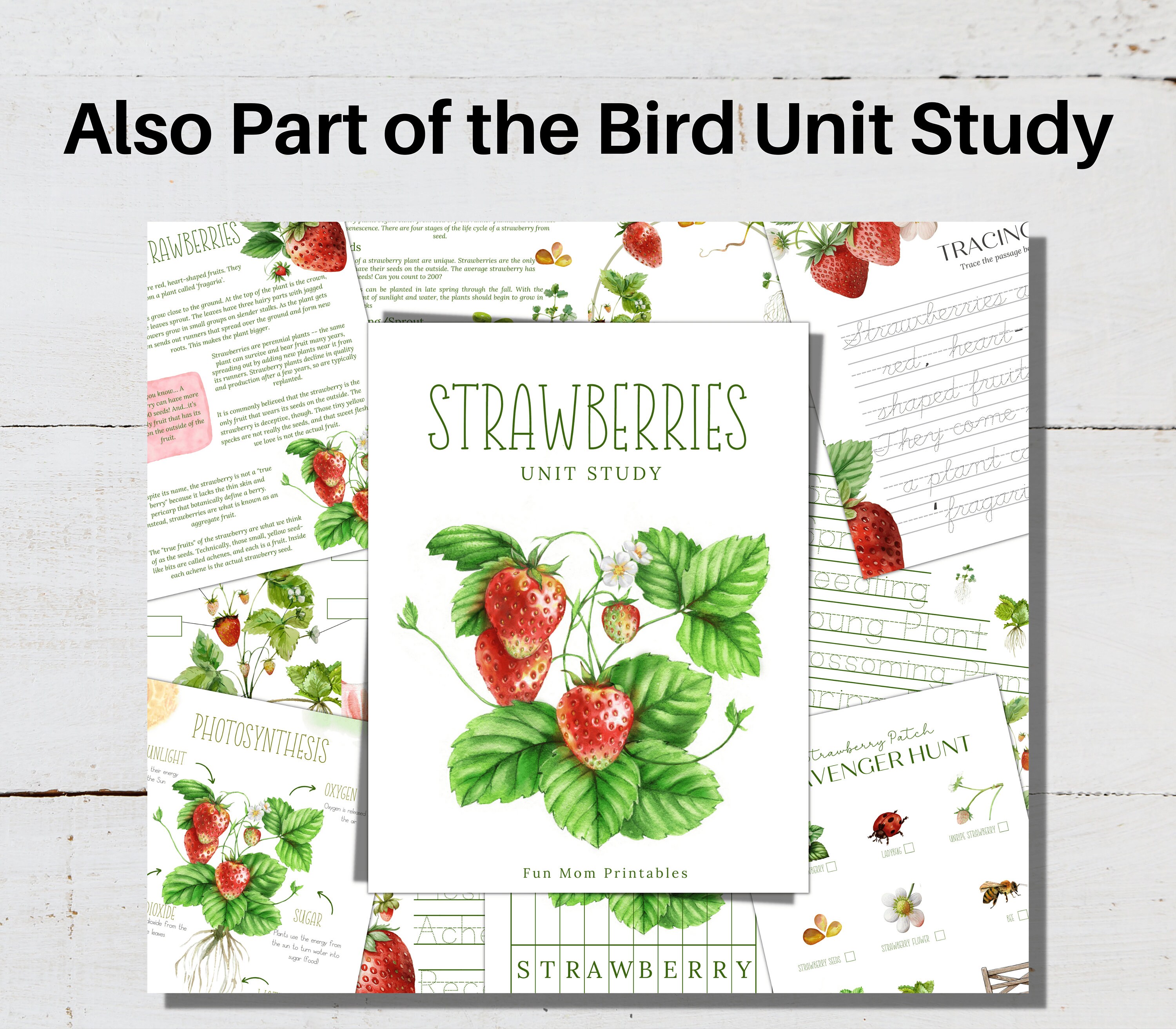 STRAWBERRY Anatomy Posters Labeling and Tracing Activities - Etsy Australia